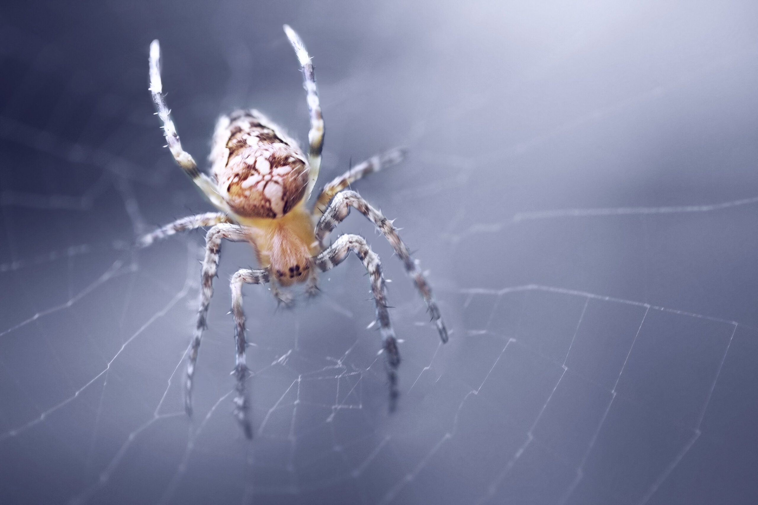 Spider Removal Services MA | Spider Web Removal | Safer Nature