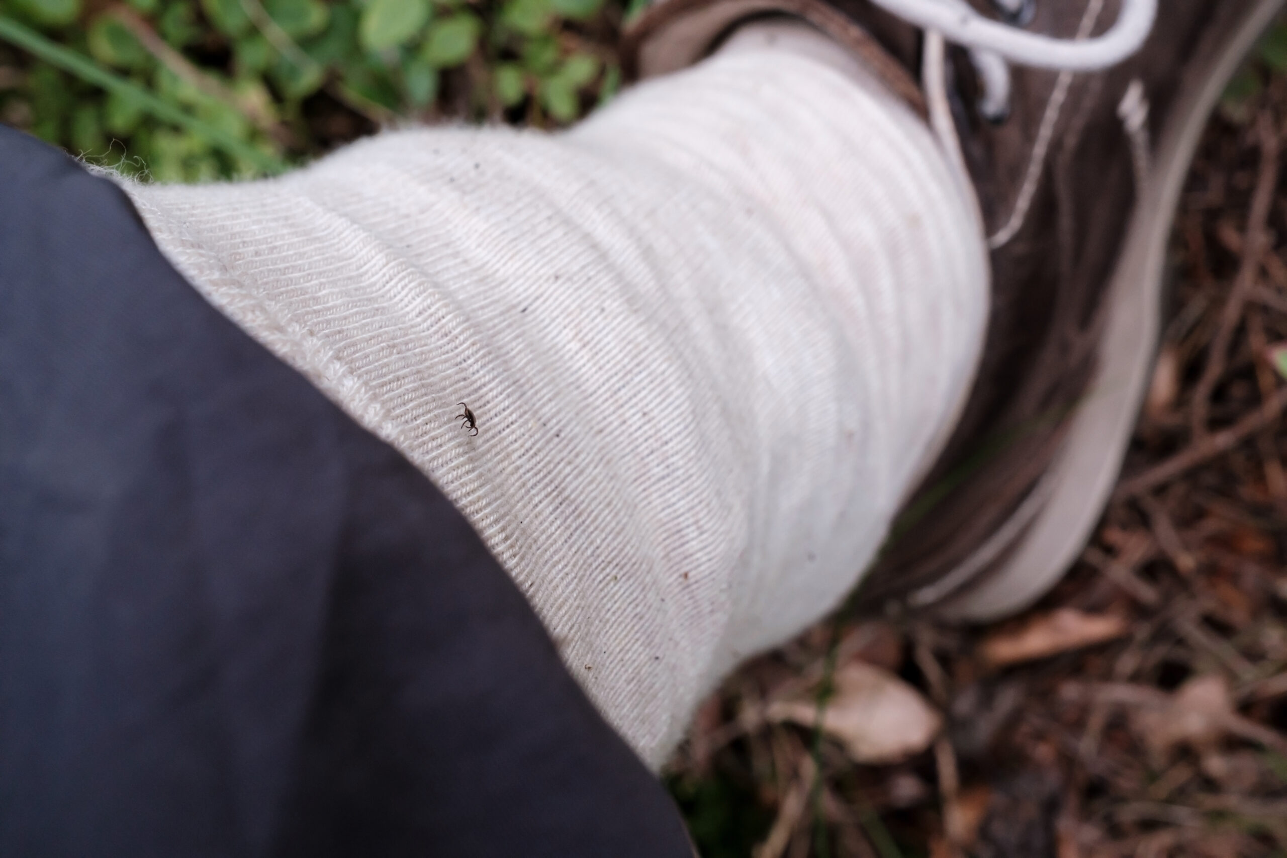 Common Tick Diseases and Pest Control in Massachusetts